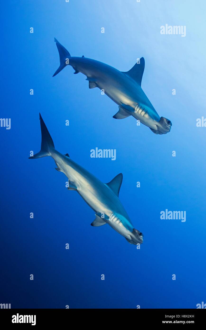 Scalloped hammerhead shark, Sphyrna lewini, Sphyrnidae, Red Sea, Egypt ...