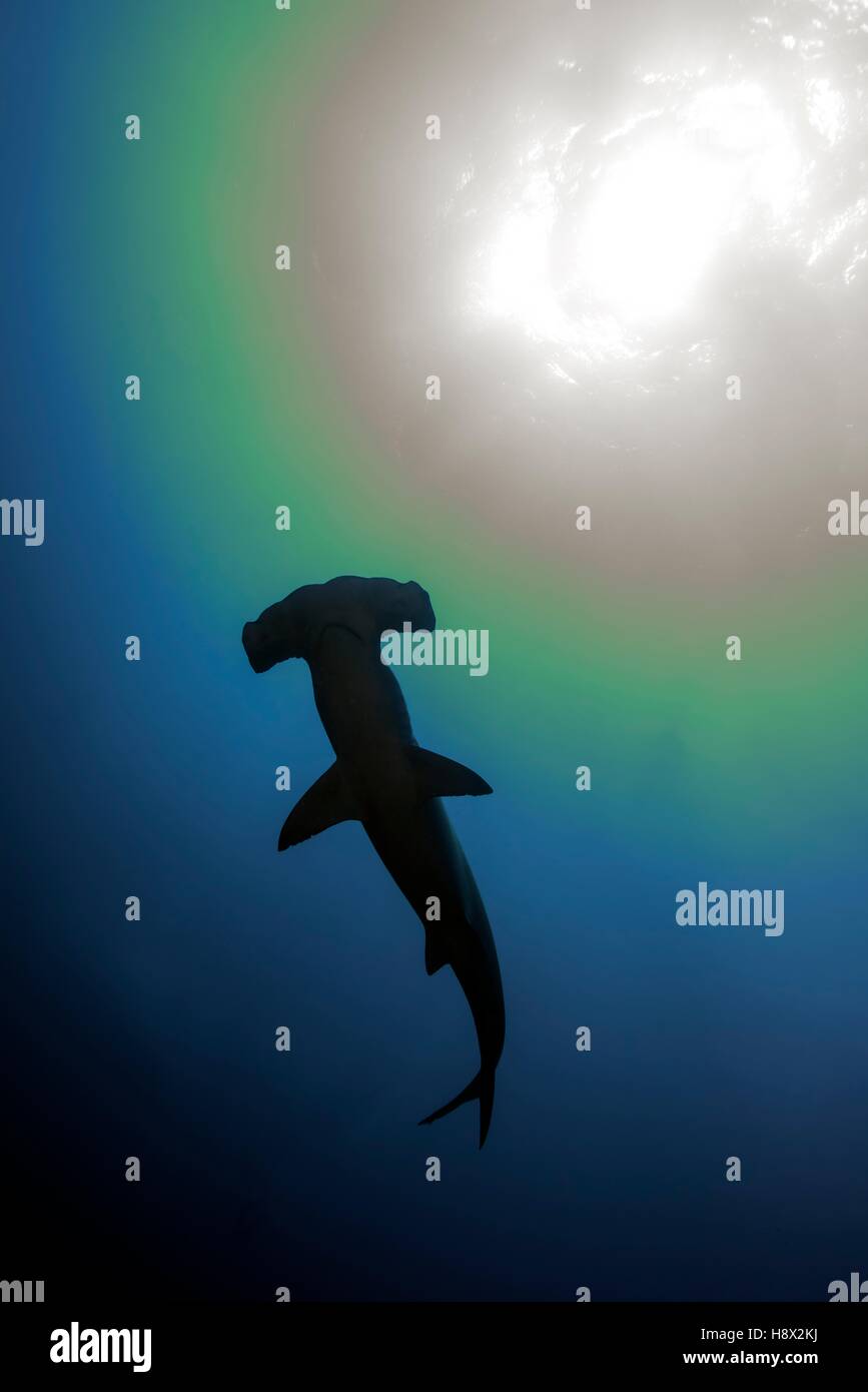 Scalloped hammerhead shark, Sphyrna lewini, Sphyrnidae, Red Sea, Egypt ...