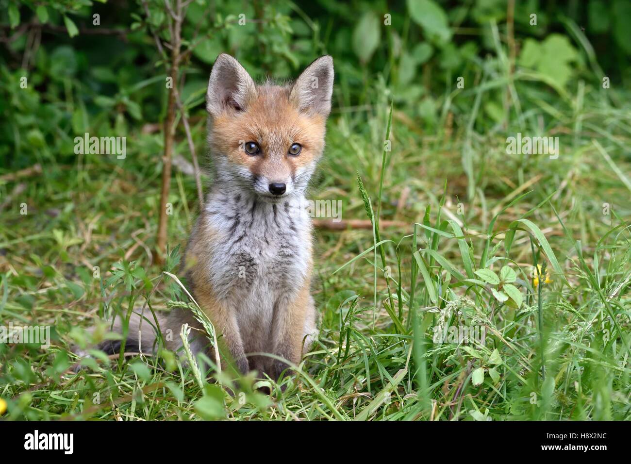 Red fox, cub near the forest meadow Stock Photo - Alamy