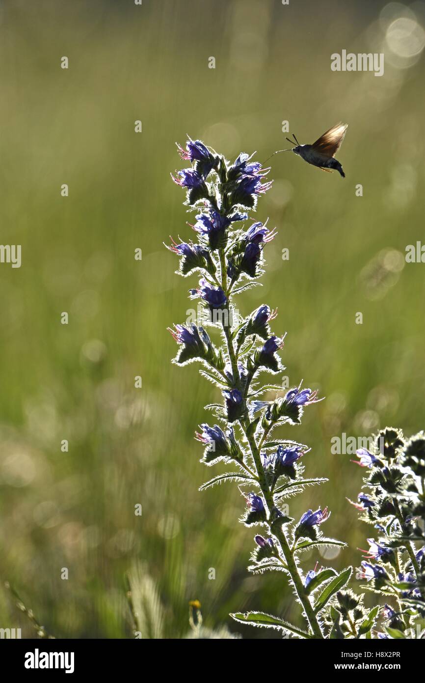 Moro-sphinx (Macroglossum stellatarum) foraging hovering Stock Photo ...