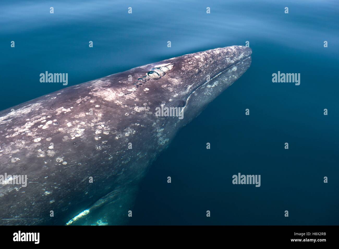 Gray whale (Eschrichtius robustus) Gray whale in Pacific lagoon Baja ...