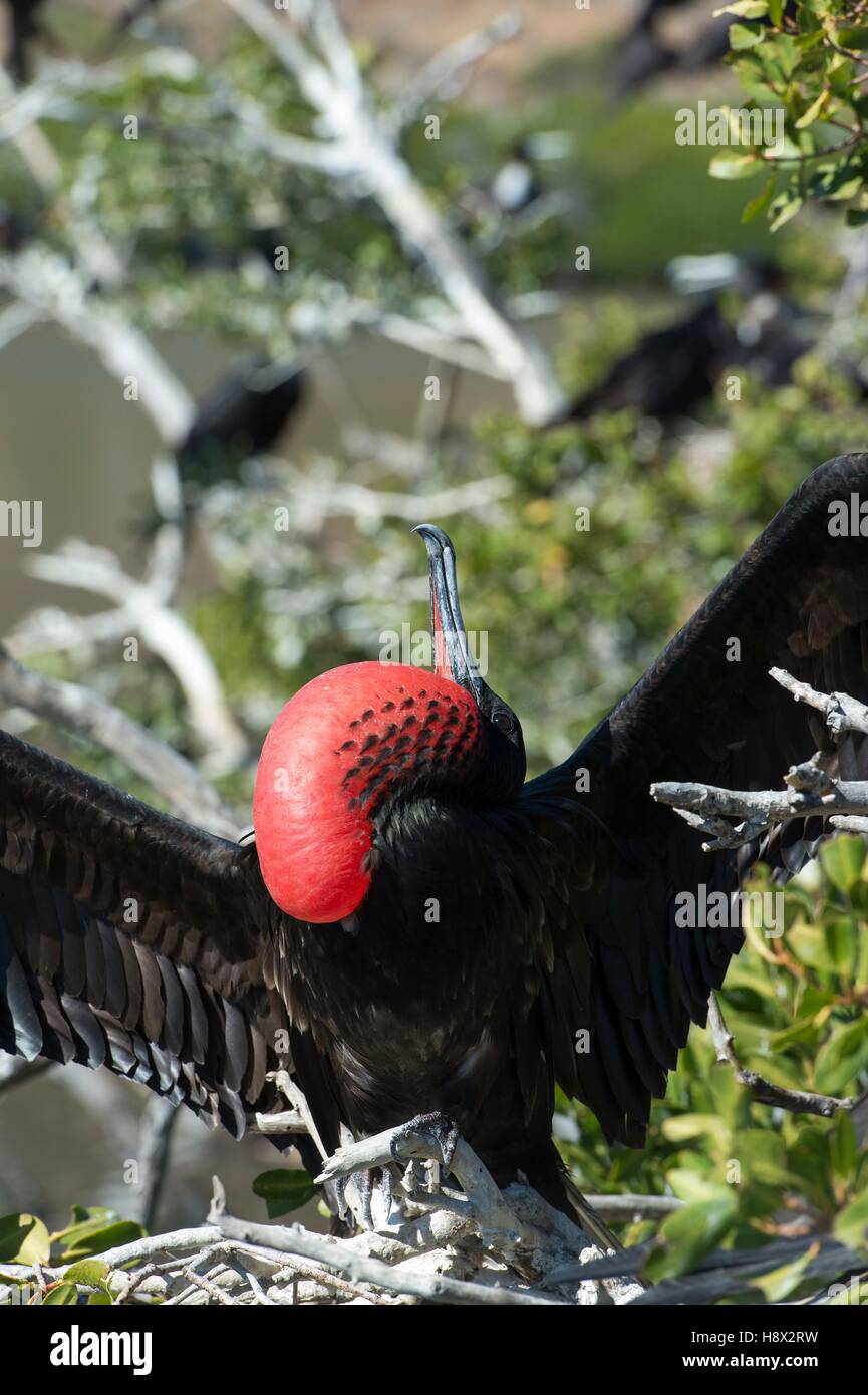 Magnificent frigate bird (Fregatta magnificens) Frigate bird Baja ...