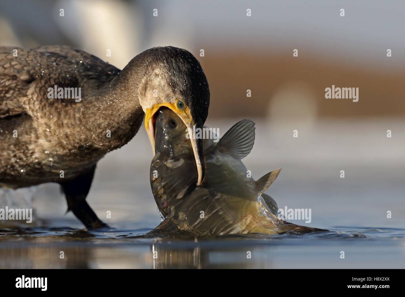 Great Cormorant and fish Stock Photo - Alamy