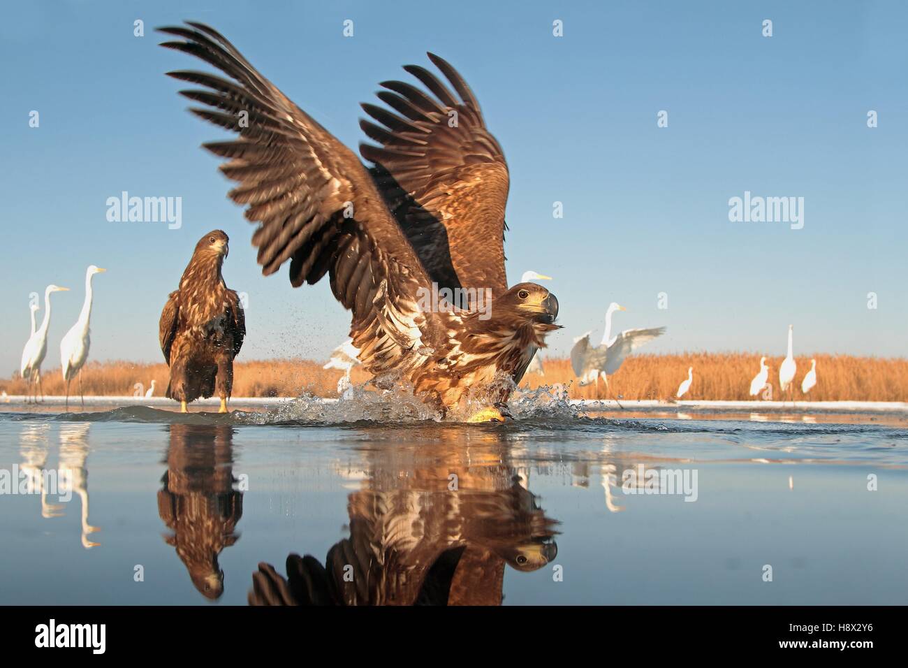 Eagle wings outstretched hi-res stock photography and images - Alamy