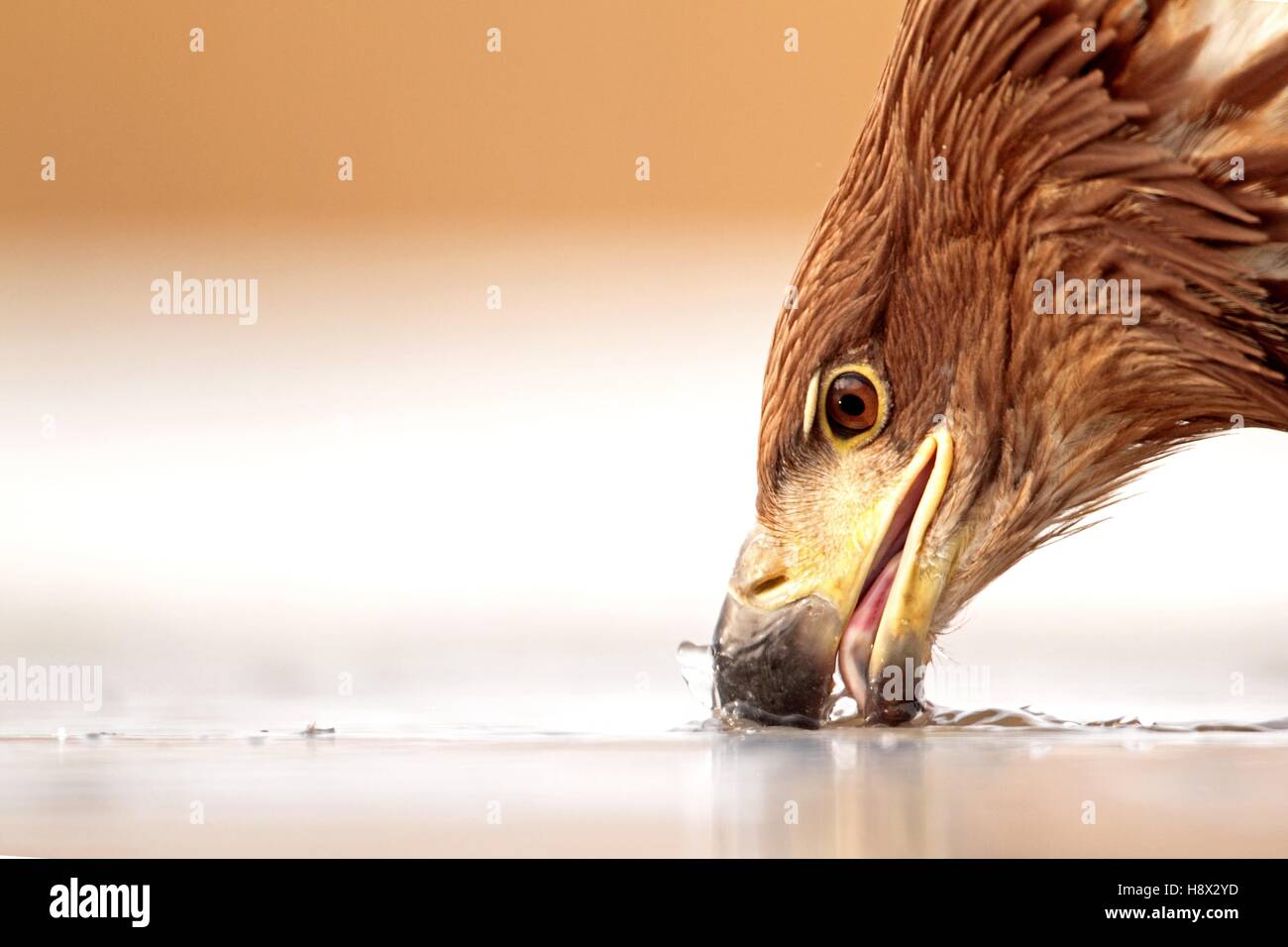 Portrait of a White-tailed Eagle putting its beak in ice Stock Photo ...