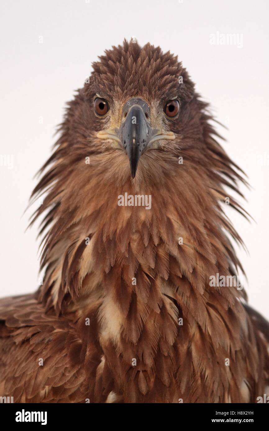 Portrait of a White-tailed Eagle ruffled Stock Photo - Alamy