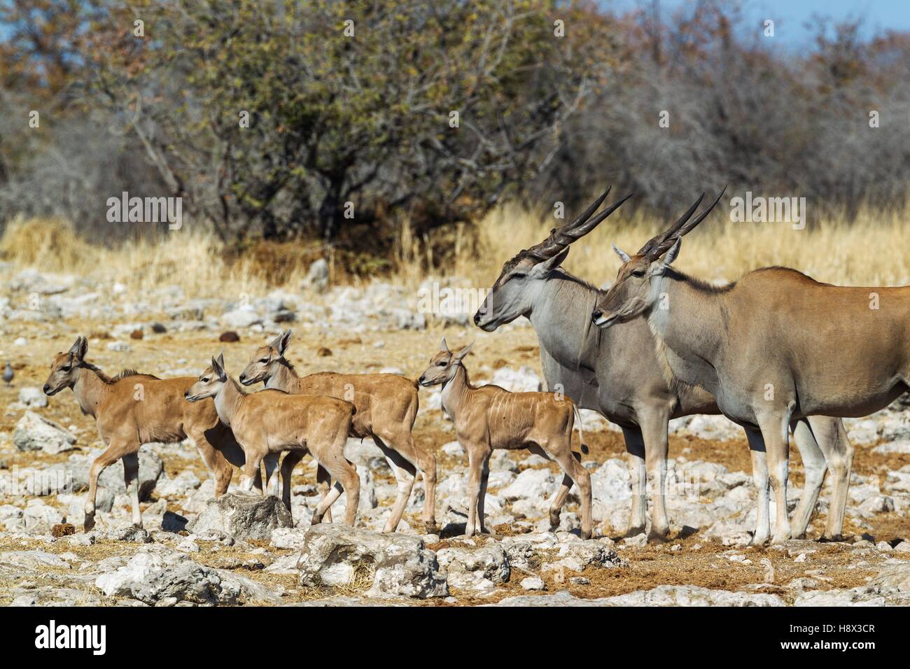 Eland (Taurotragus oryx) - Female on the right male and four calves. On ...
