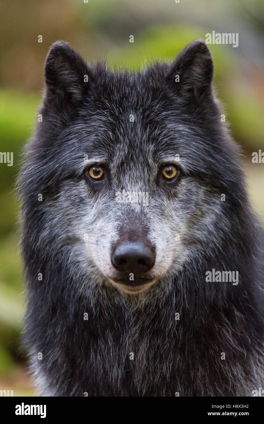 Canada wolf - The House of Wolves - Orlu - Ariege - France Stock Photo ...