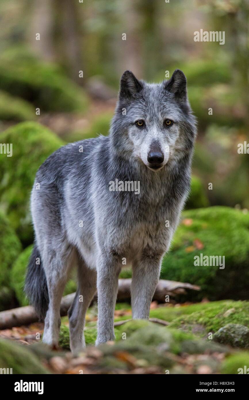 Canada wolf - The House of Wolves - Orlu - Ariege - France Stock Photo ...