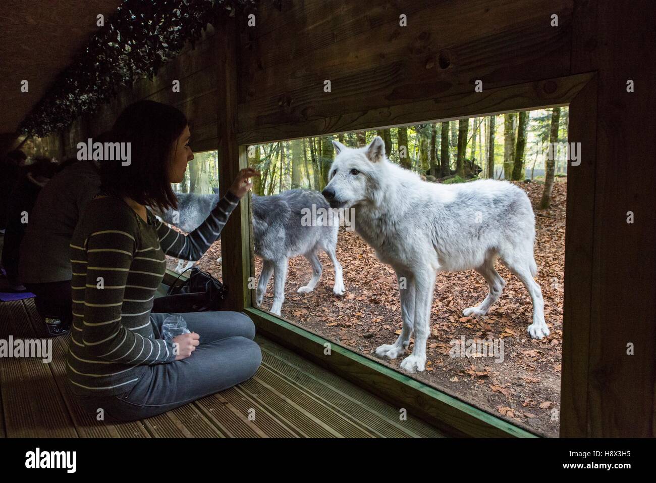 Canada wolf from an observatory tunnel - The House of Wolves - Orlu ...