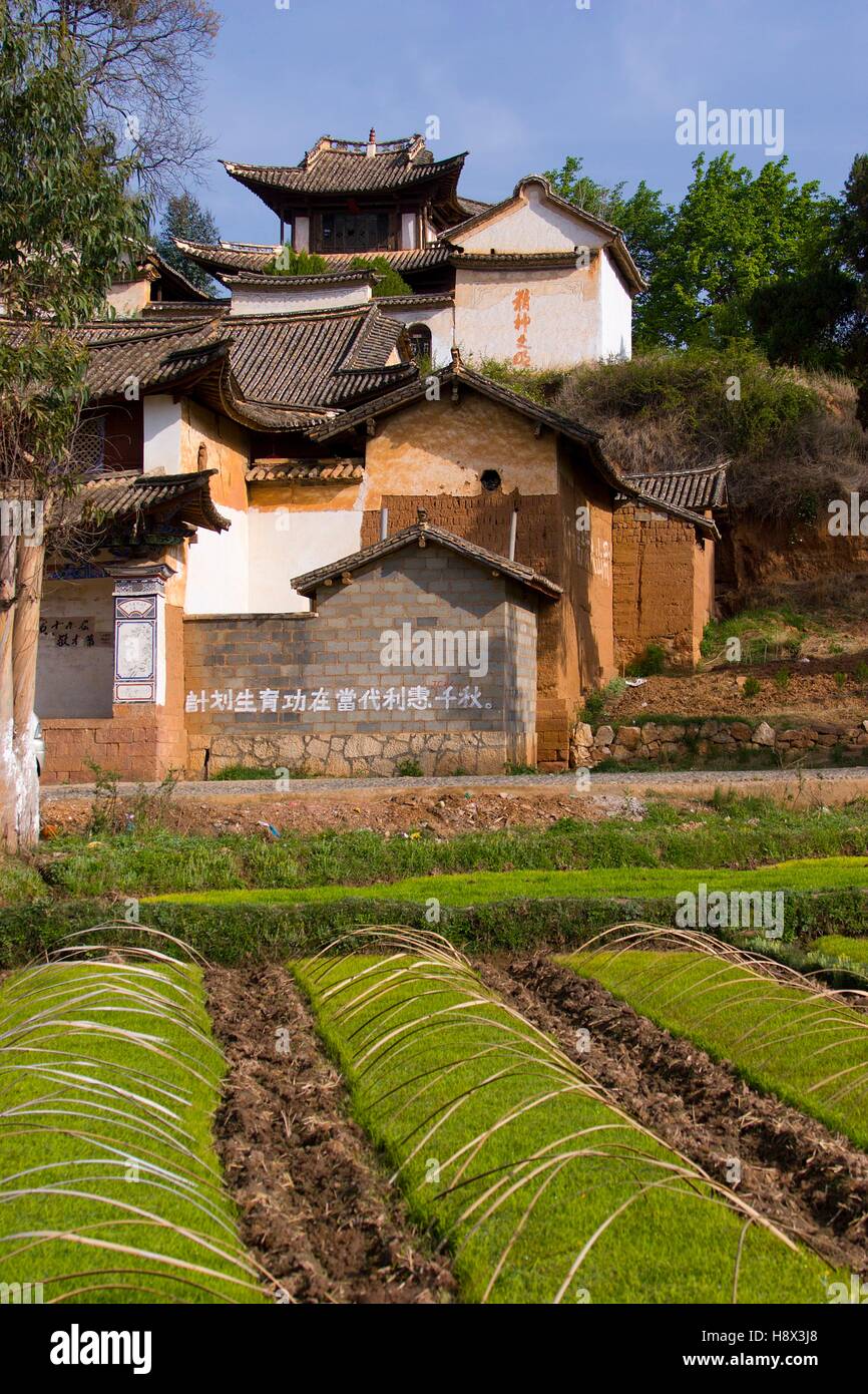 Nursery rice plants, Shaxi, Yunan, China Stock Photo - Alamy