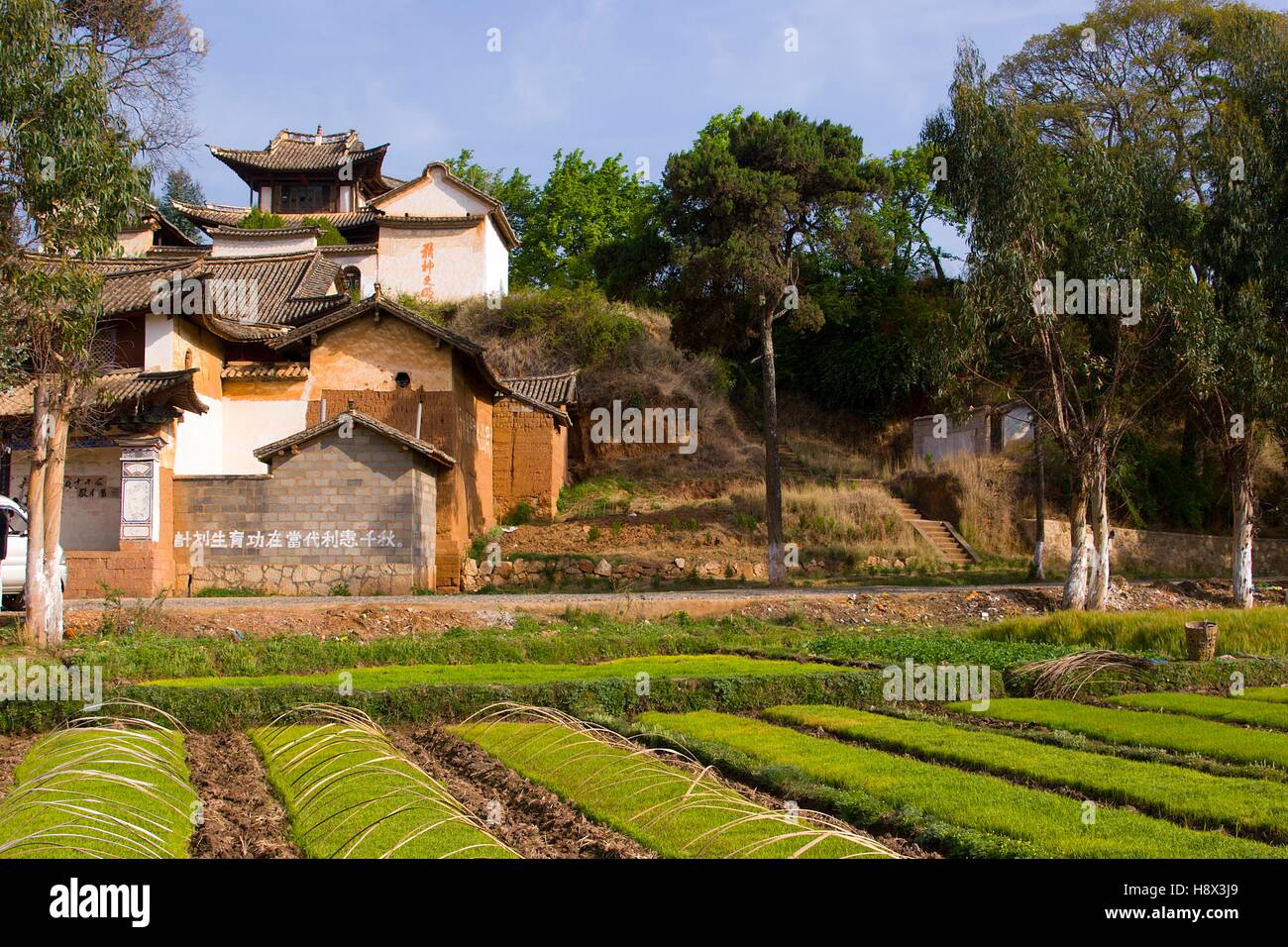 Nursery rice plants, Shaxi, Yunan, China Stock Photo - Alamy