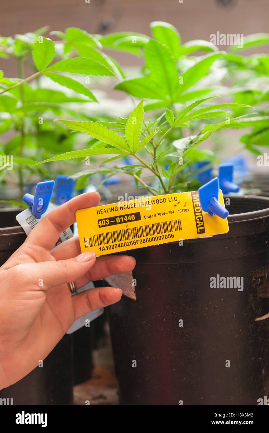 Every marijuana plant is labeled and catalogued from start to finish at ...