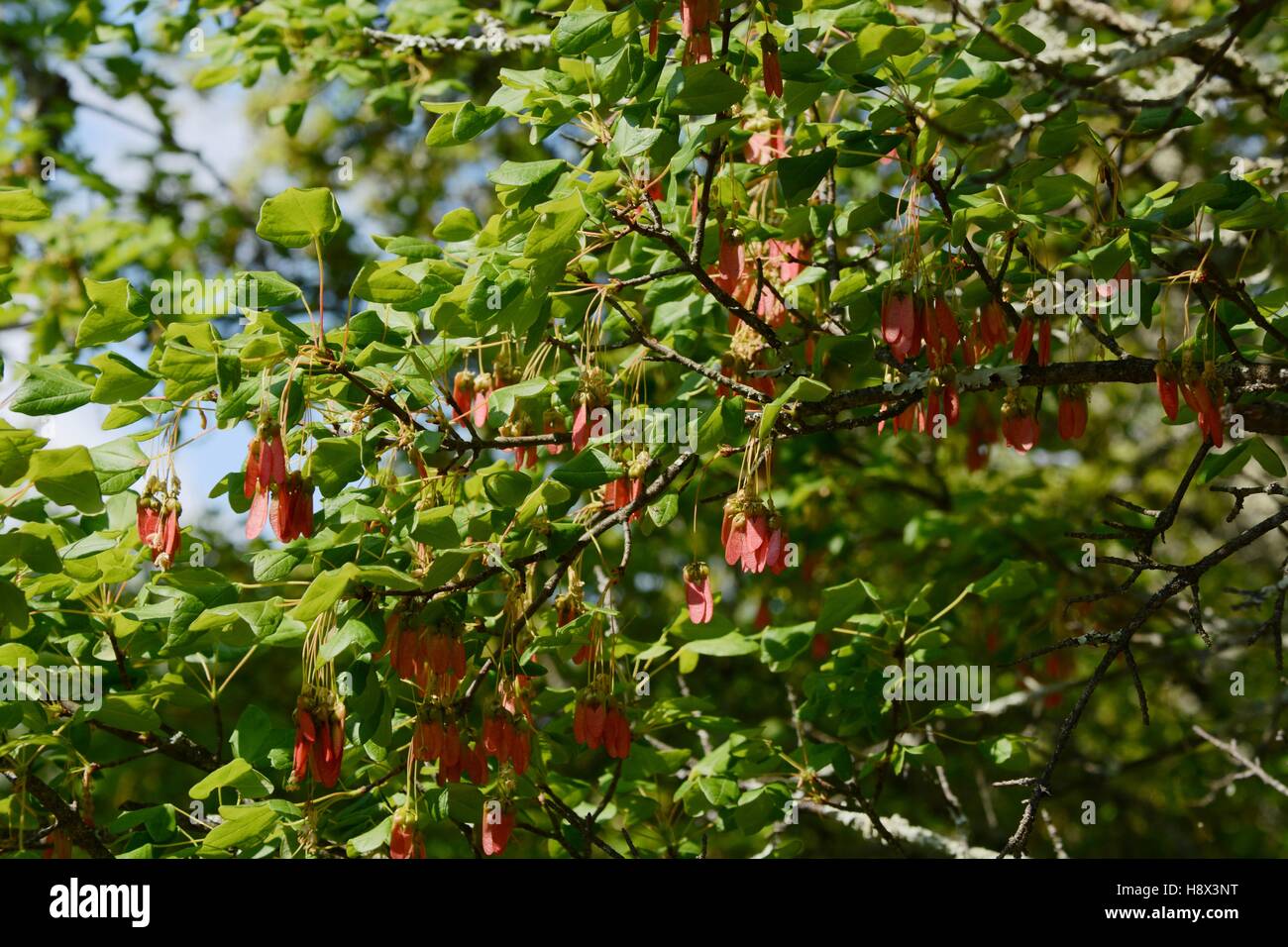 Montpellier Maple (Acer monspessulanum) seeds, Labeaume, Ardèche ...