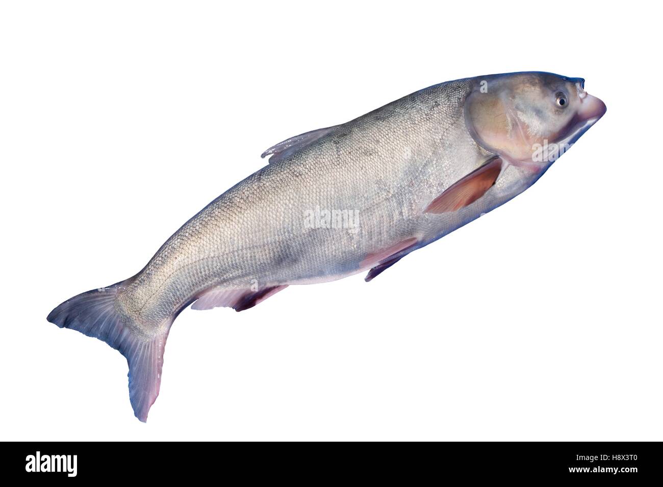 Bighead Carp