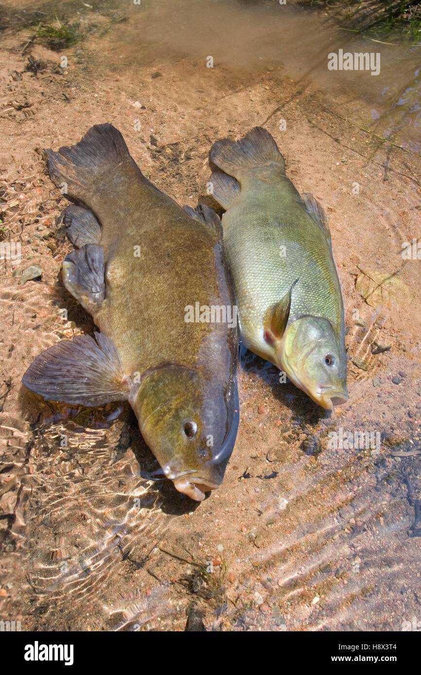 Tench (Tinca tinca), male and female, Territoire de Belfort, France ...