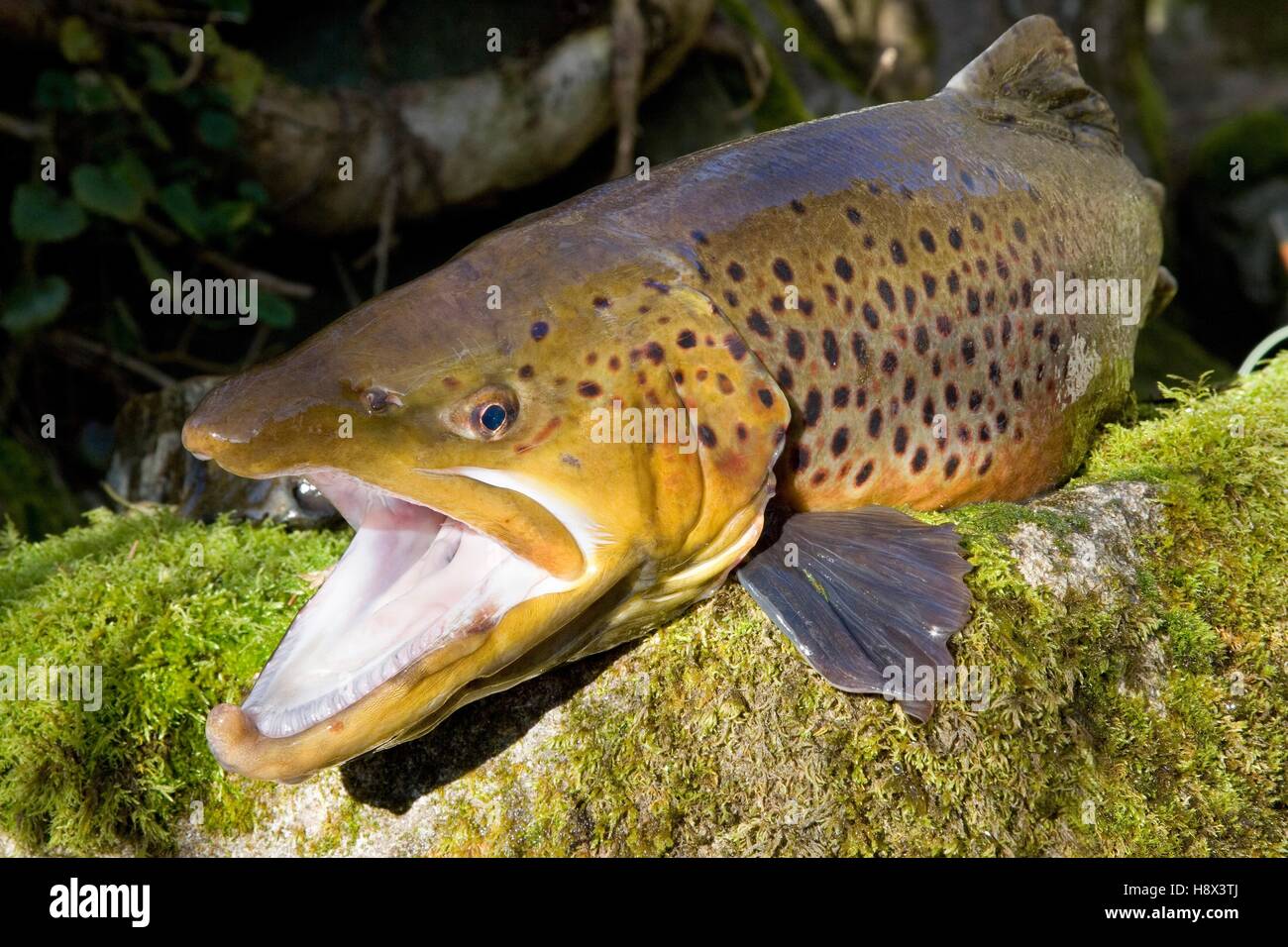 Brown trout (Salmo trutta fario), Focus on the head of a large male ...