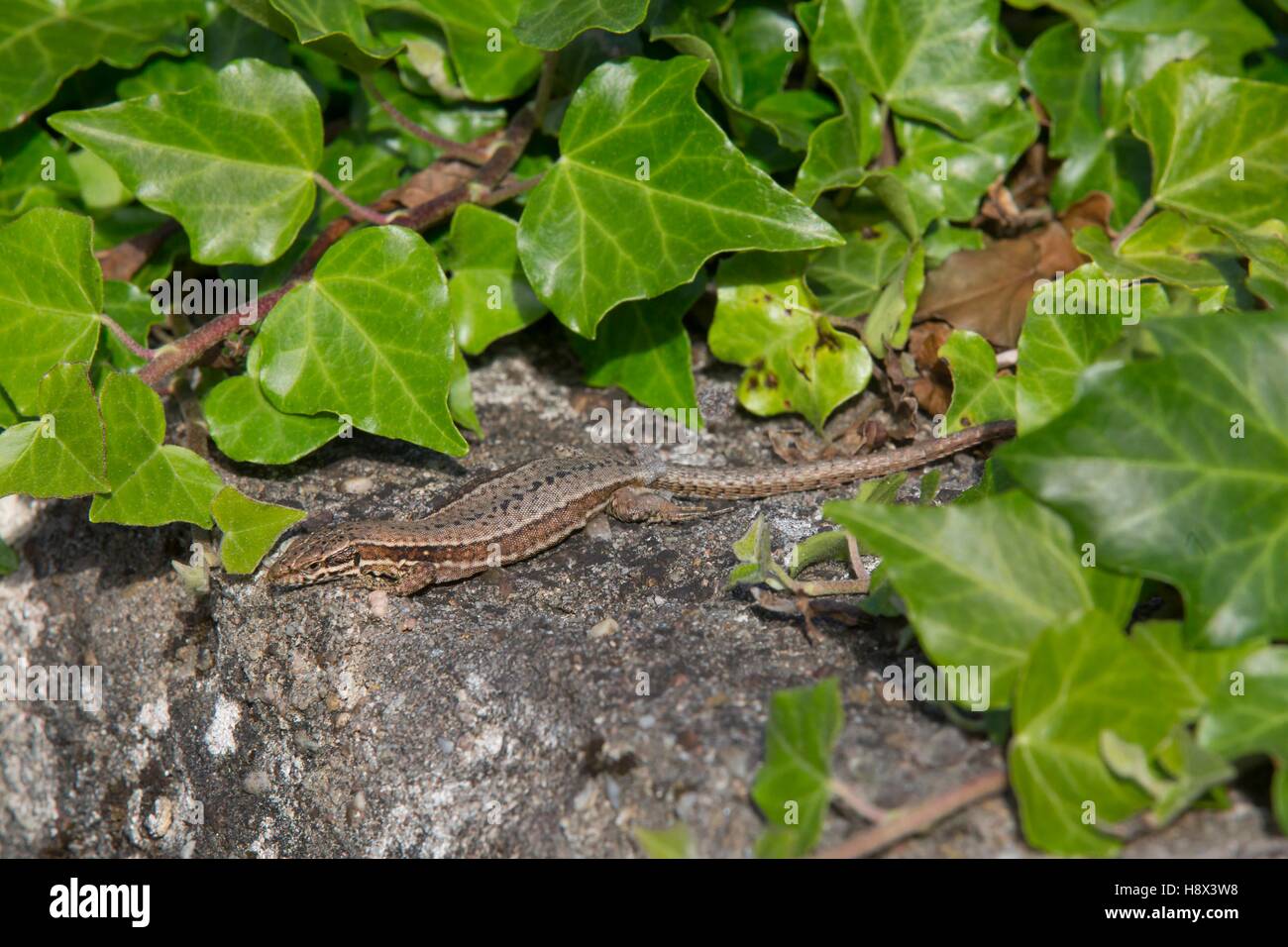 Common wall lizard (Podarcis muralis), Sitting on a low wall basking at ...