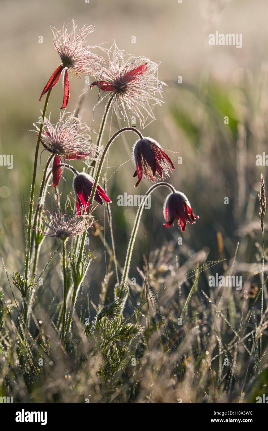 Red Pasque Flower (Pulsatilla rubra) Glowers group at the end of spring ...