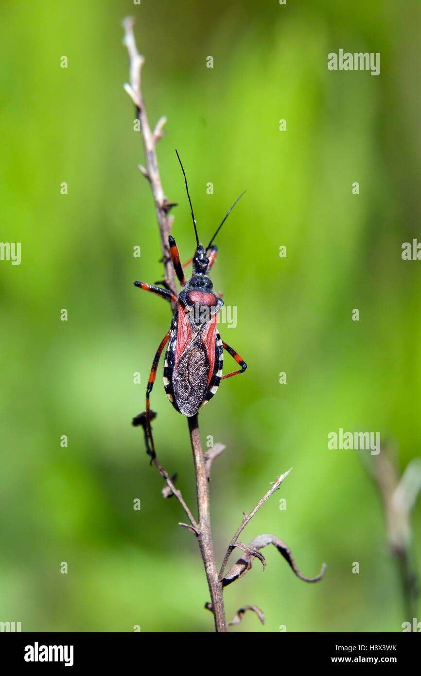 Assassin Bug (Rhynocoris erythropus) On a dry stem shrub in spring ...