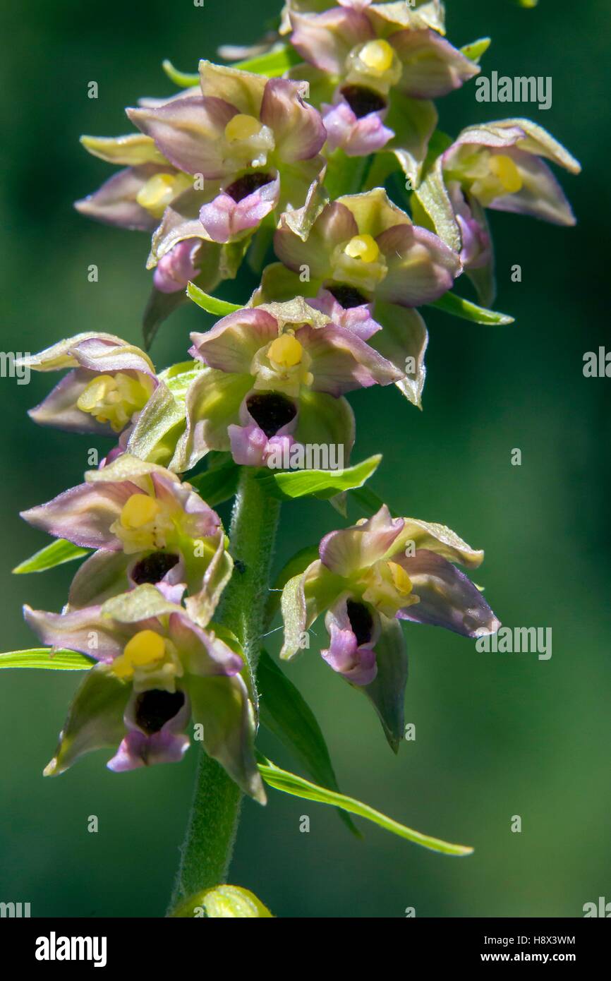 Broadleaf Helleborine (Epipactis helleborine), Detail flowers in forest ...