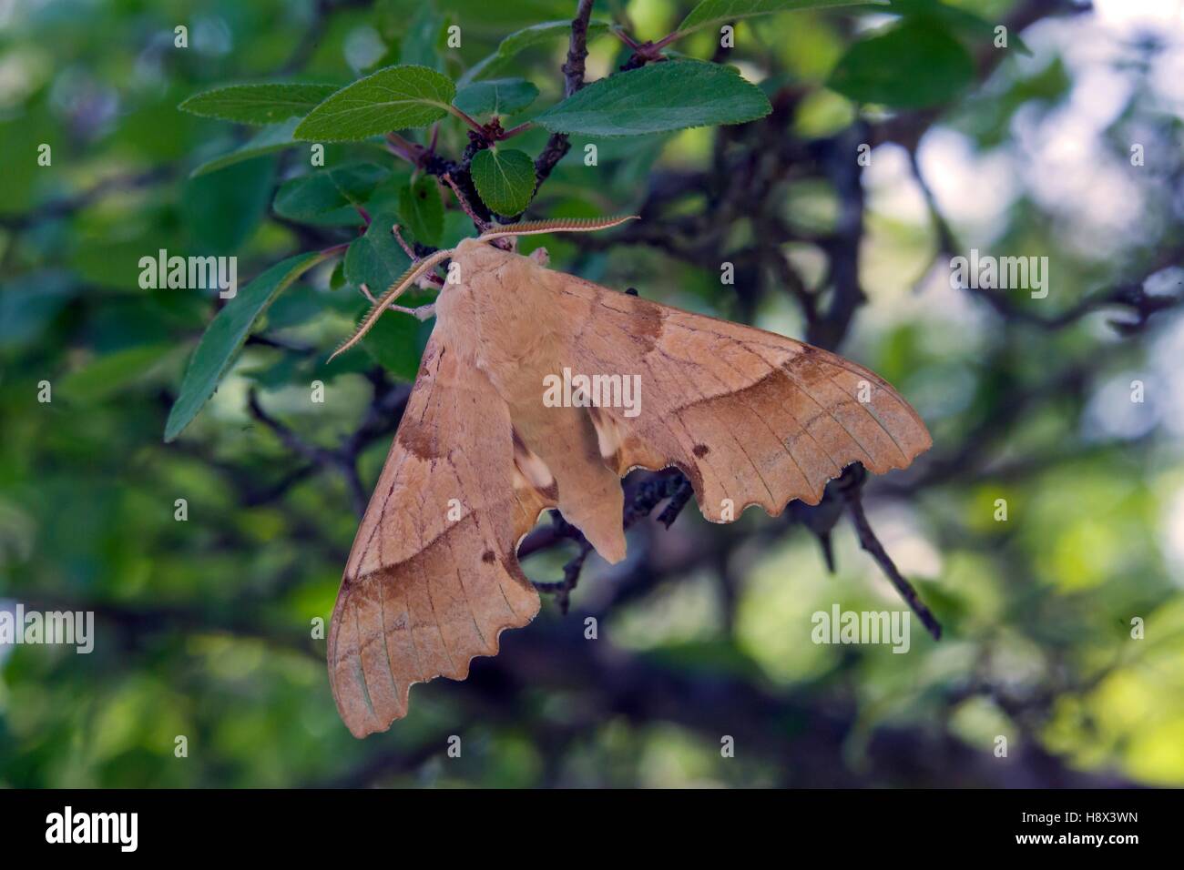 Oak Hawk-moth (Marumba quercus) On a shrub in early summer in the ...