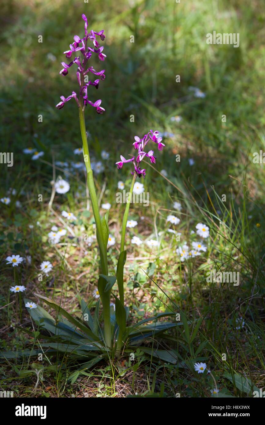 Long-spurred Orchid (Anacamptis longicornu), Two flowers in spring ...