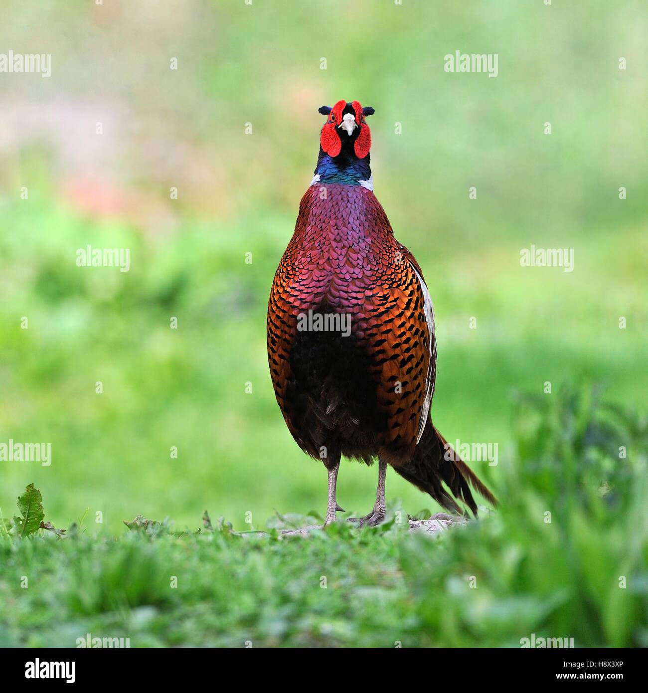 Pheasant on a abuts land in a meadow at bird park of the Marais ...