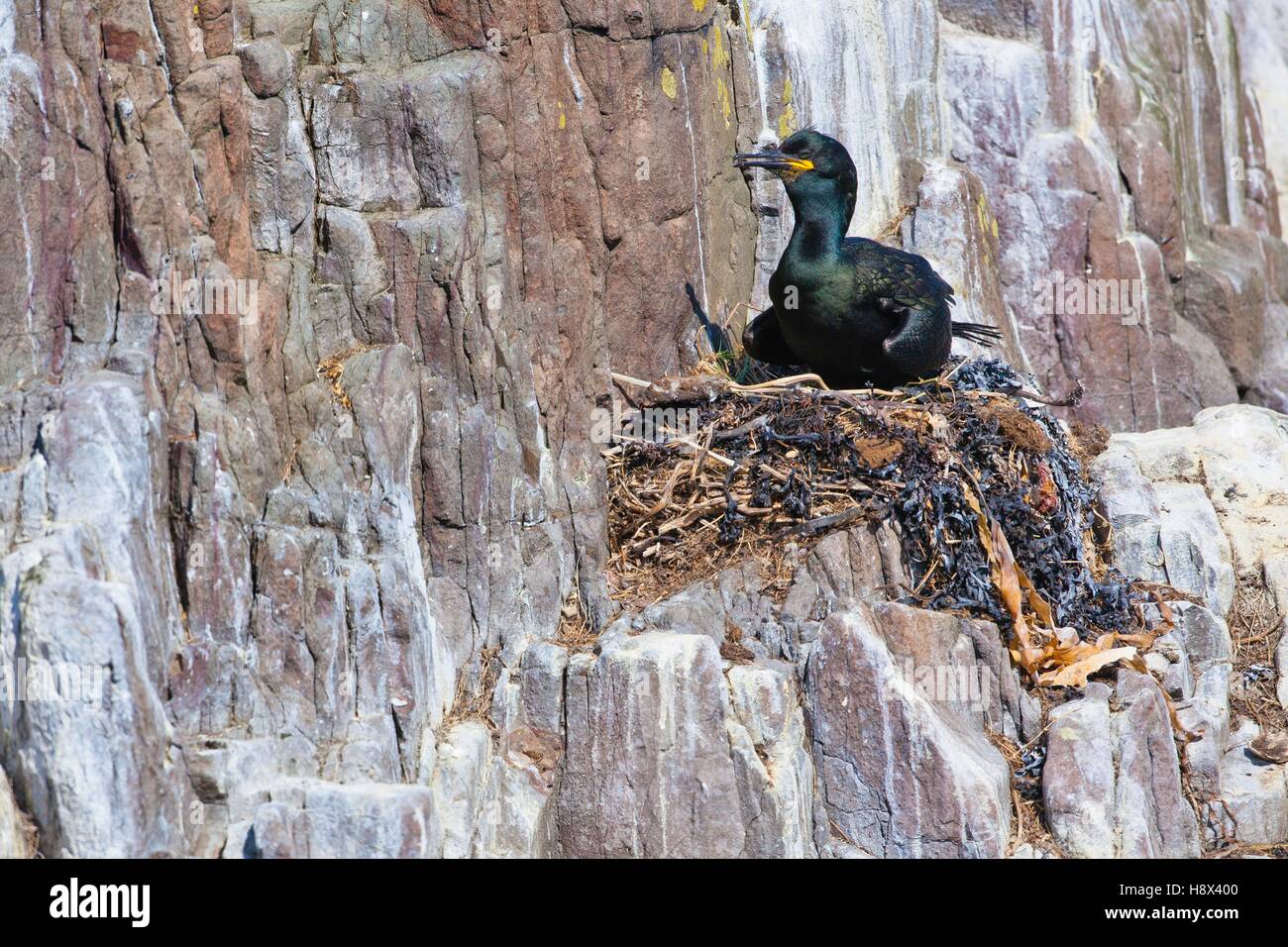 European Shag (Phalacrocorax aristotelis) on its nest. Farne Islands ...