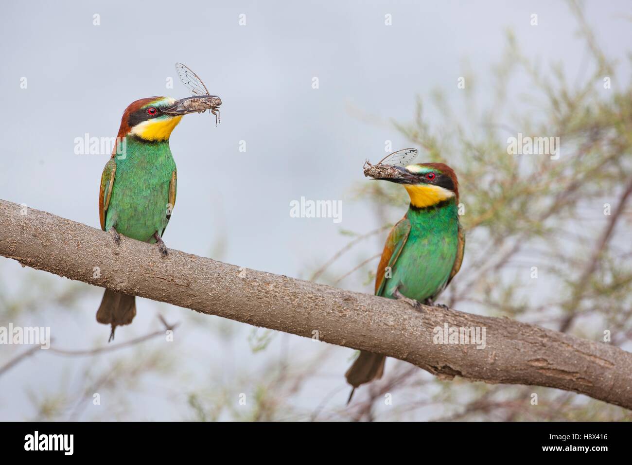 European Bee-eaters (Merops apiaster) couple with prey on a branch ...