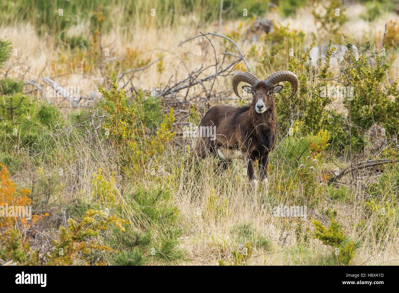 Corsican mouflon (Ovis orientalis musimon). Mont Ventoux, France Stock ...