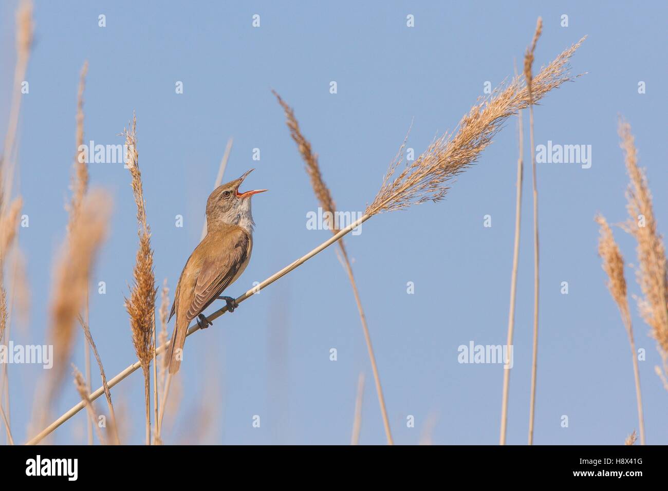Great Reed Warbler (Acrocephalus arundinaceus) singing on a reed ...