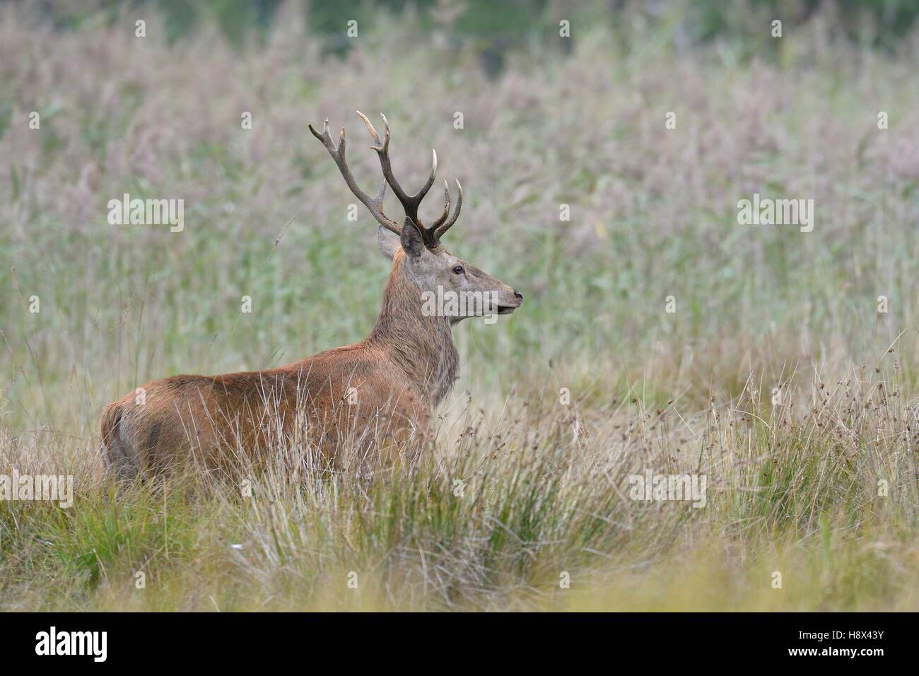 Red deer, Biosphere reserve Oberlausitzer Heide- und Teichlandschaft ...
