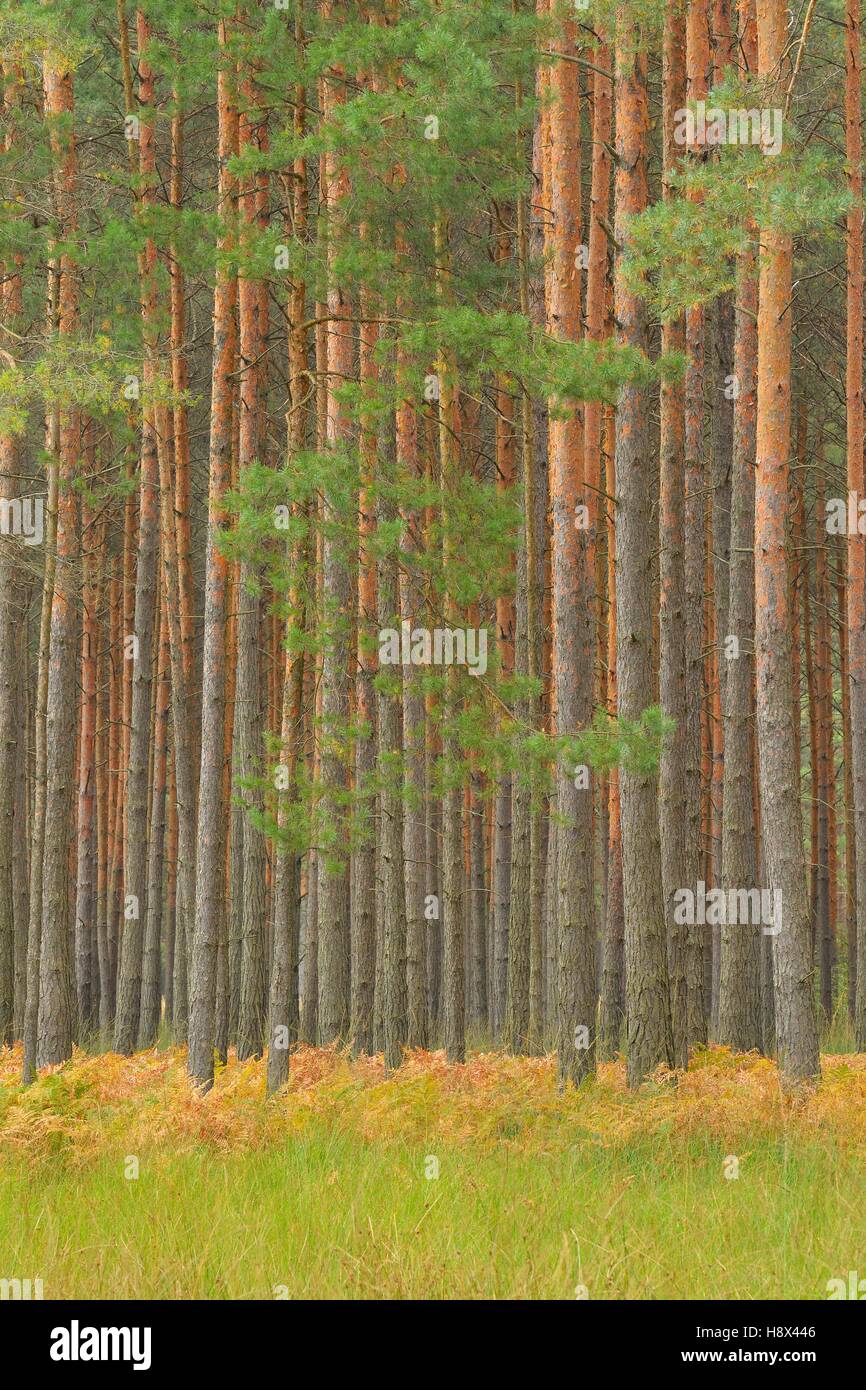 Pine forest, Upper Lusatian Moorland Biosphere Reserve, Saxony, Germany ...