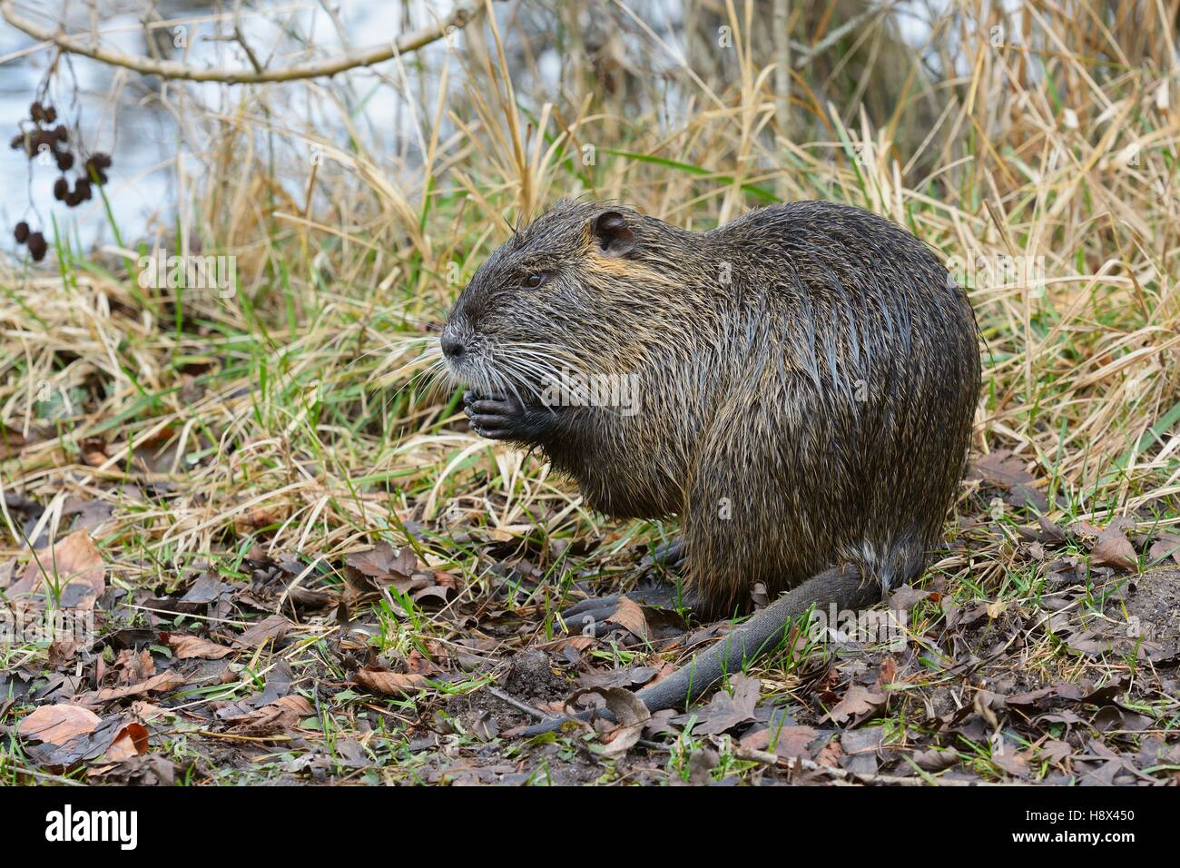 South American Nutria, Coypu, Myocastor coypus, Hesse, Germany, Europe ...