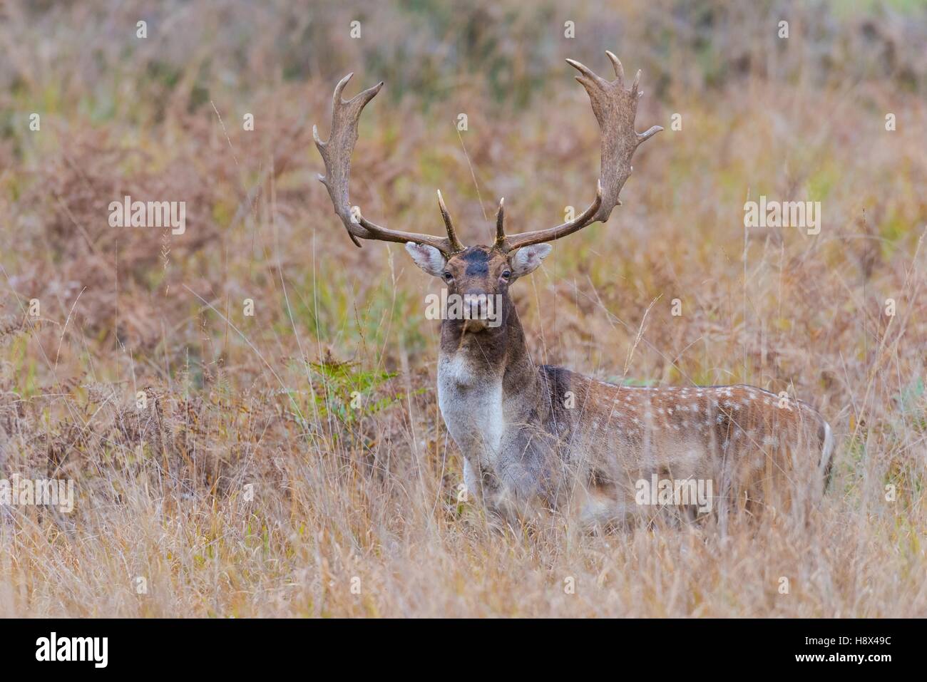 Fallow Deer (Cervus dama) in Autumn, Hesse, Germany, Europe Stock Photo ...
