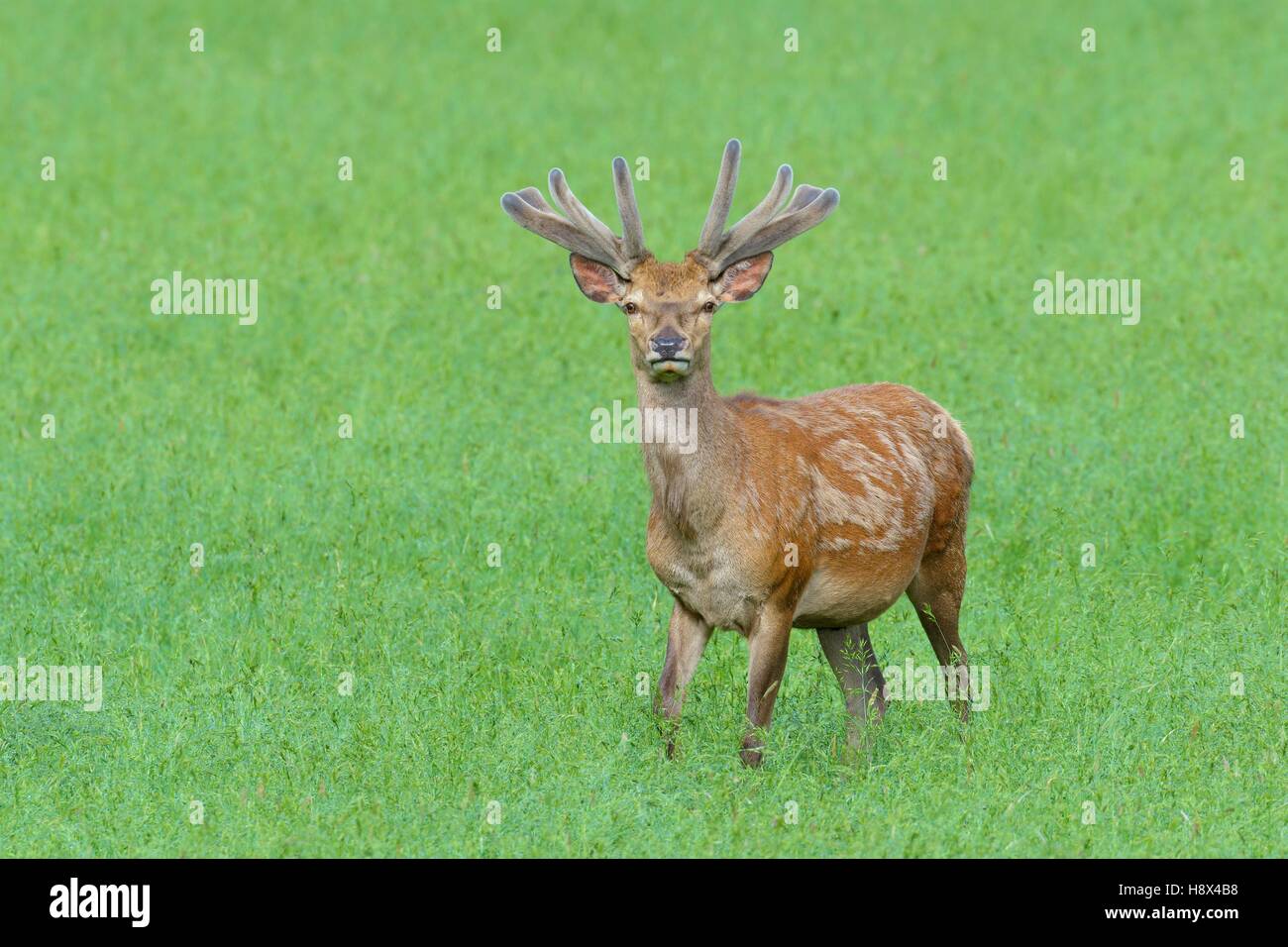 Red deer, Bavaria, Germany, Europe Stock Photo - Alamy