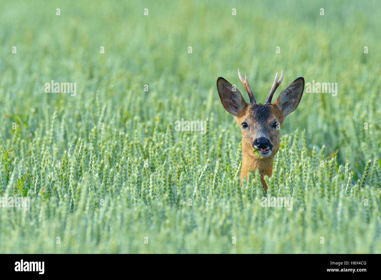 Western Roe Deer (Capreolus capreolus) in Corn Field, Roebuck, Hesse ...