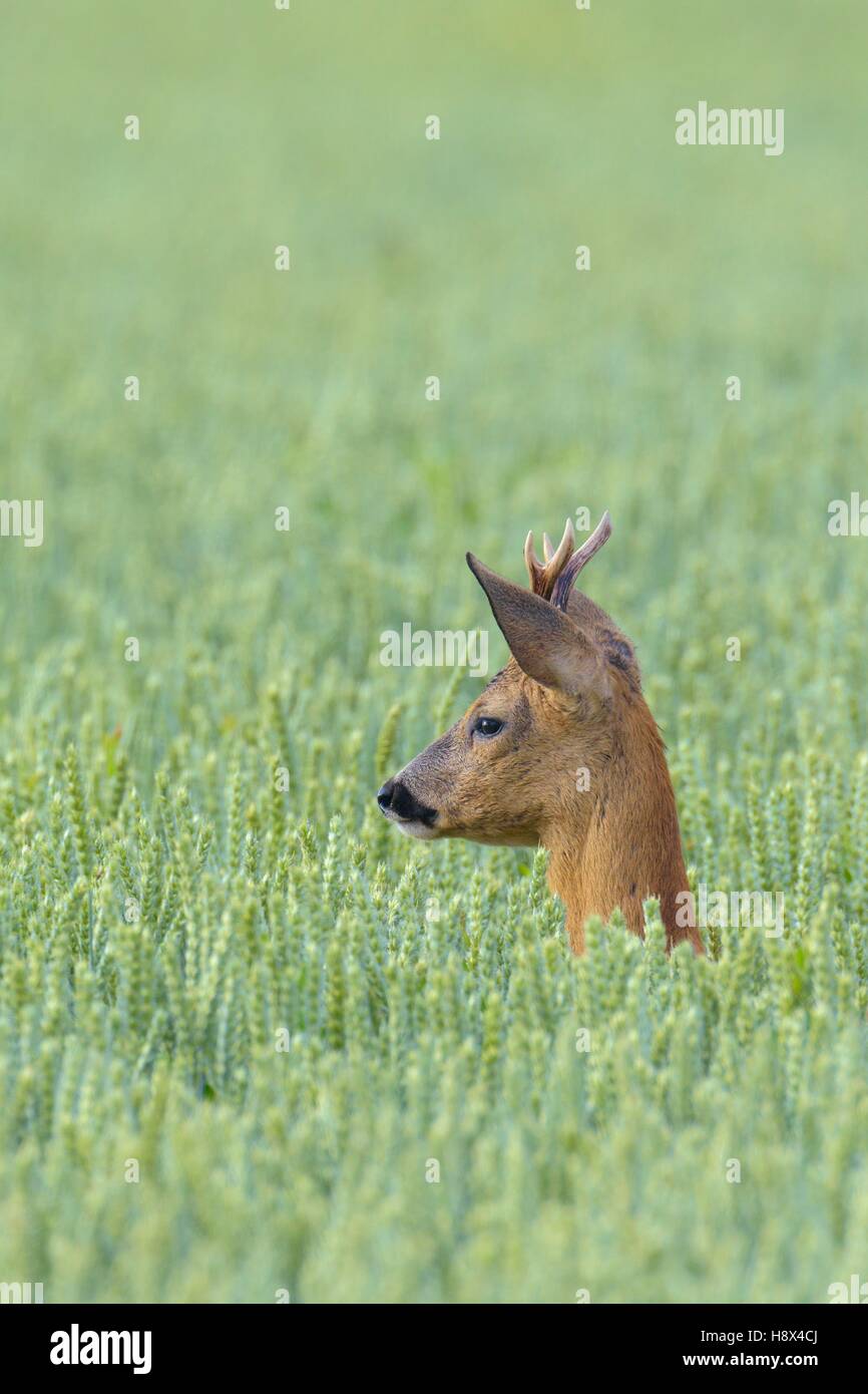 Western Roe Deer (Capreolus capreolus) in Corn Field, Roebuck, Hesse ...