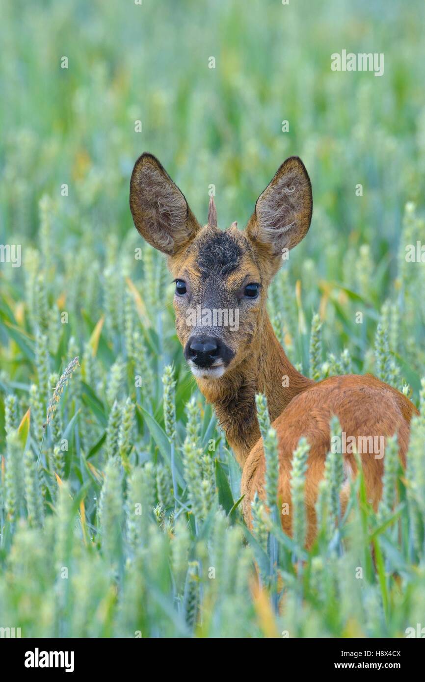 Western Roe Deer (Capreolus capreolus) in Corn Field, Roebuck, Hesse ...
