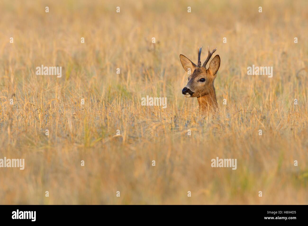 Western Roe Deer (Capreolus capreolus) in Corn Field, Roebuck, Hesse ...