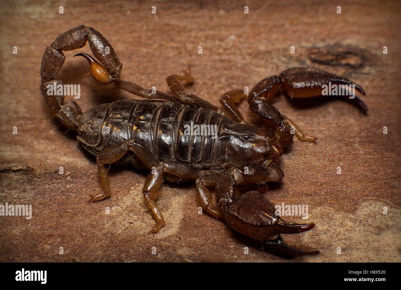 Black rock scorpion (Urodacus manicatus), Australia Stock Photo - Alamy