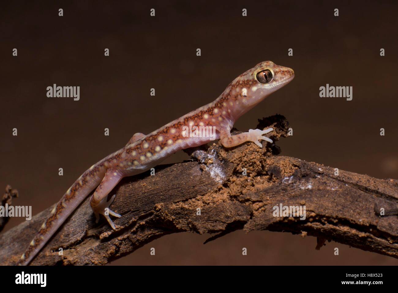 Borded beaked Gecko (Rhynchoedura angusta) - Mungo South West NSW ...