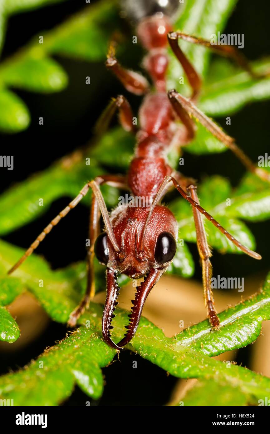 A large Bull Ant (Myrmecia sp), Australia Stock Photo - Alamy