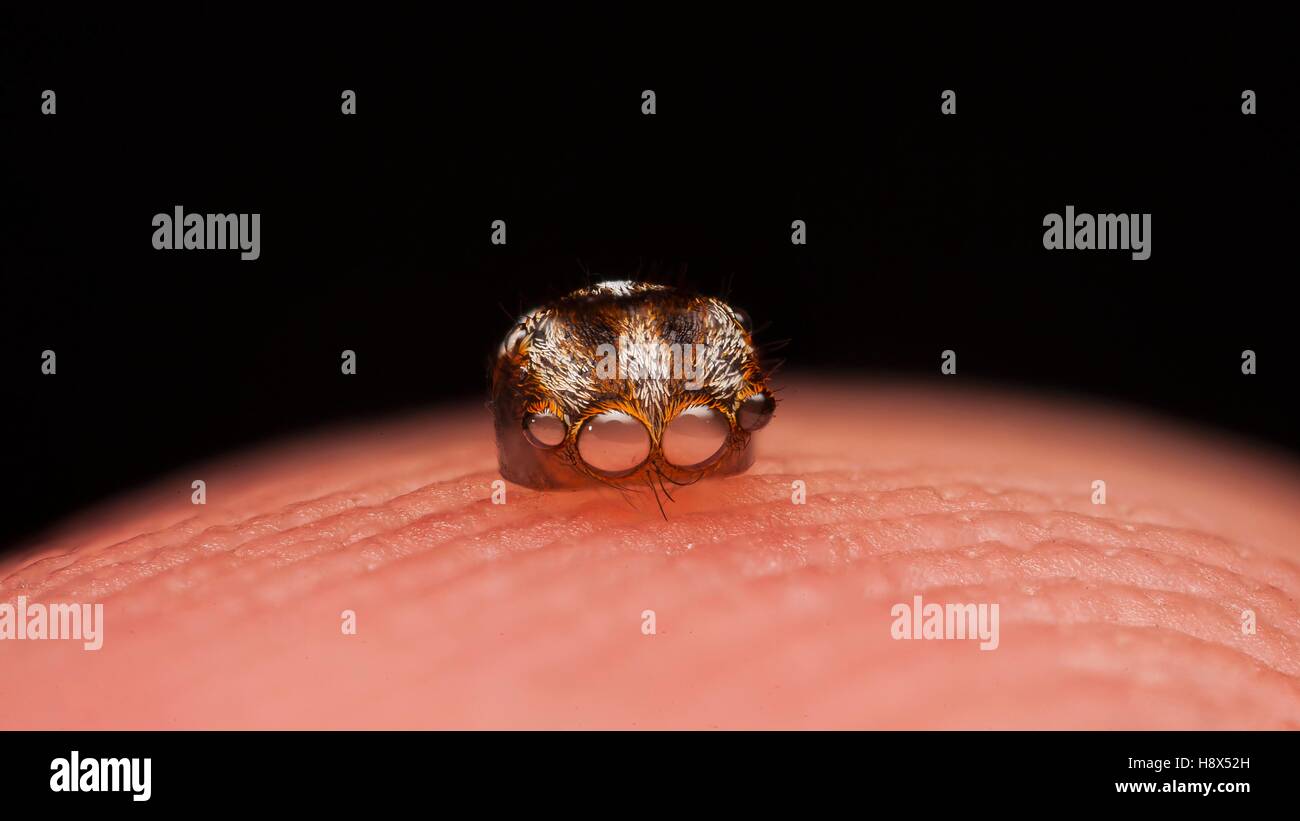 This is the leftover "exoskeleton" or exuvium from a male Peacock ...