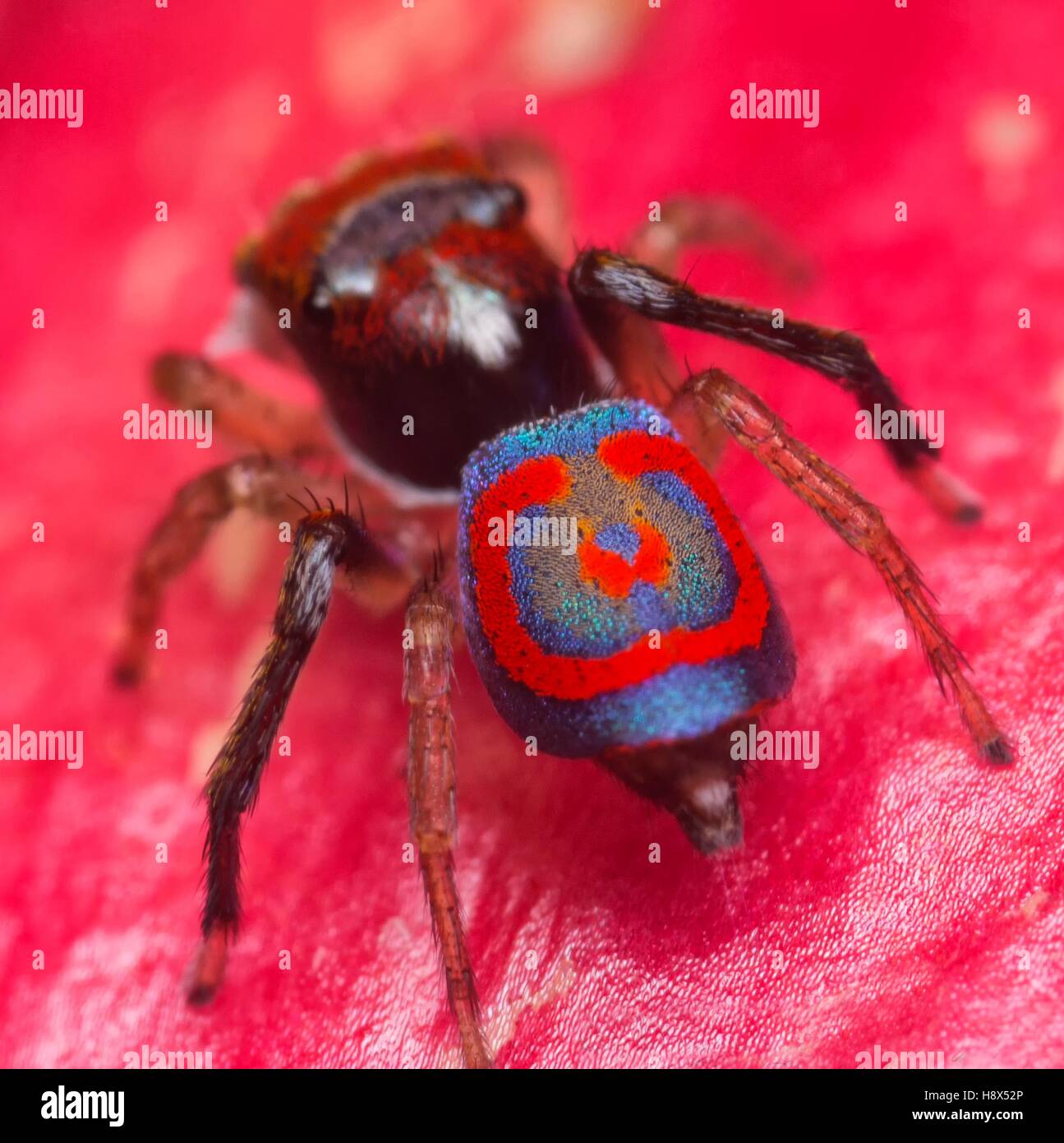 rear view of a male Maratus splendens Peacock spider showing the ...
