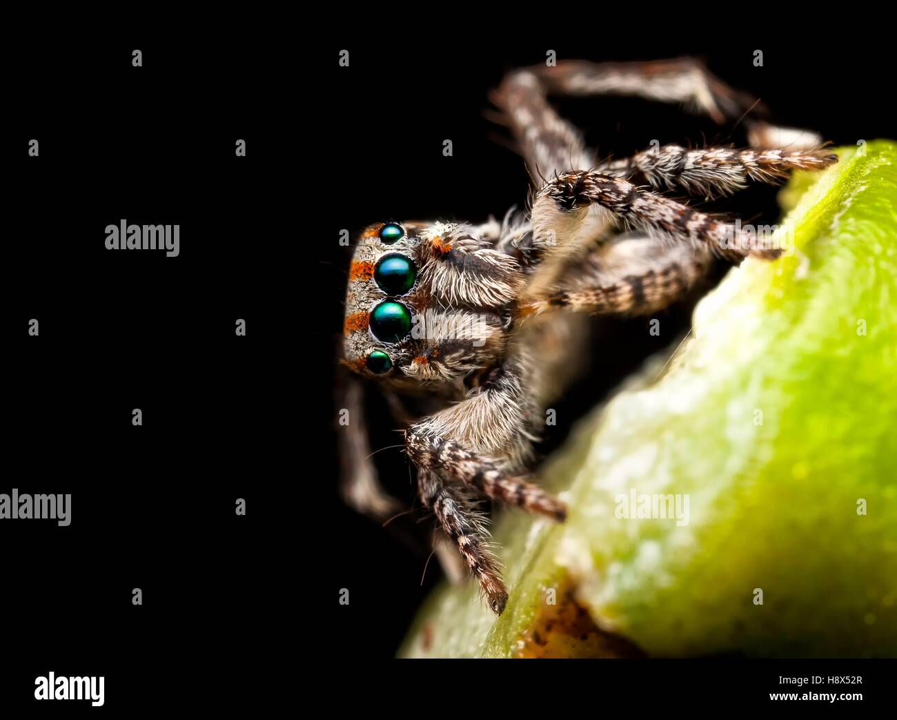 Male peacock jumping spider (Maratus tasmanicas) from Western Australia ...