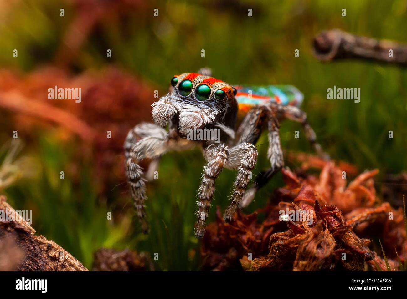 Male Peacock spider (Maratus volans), Australia Stock Photo - Alamy