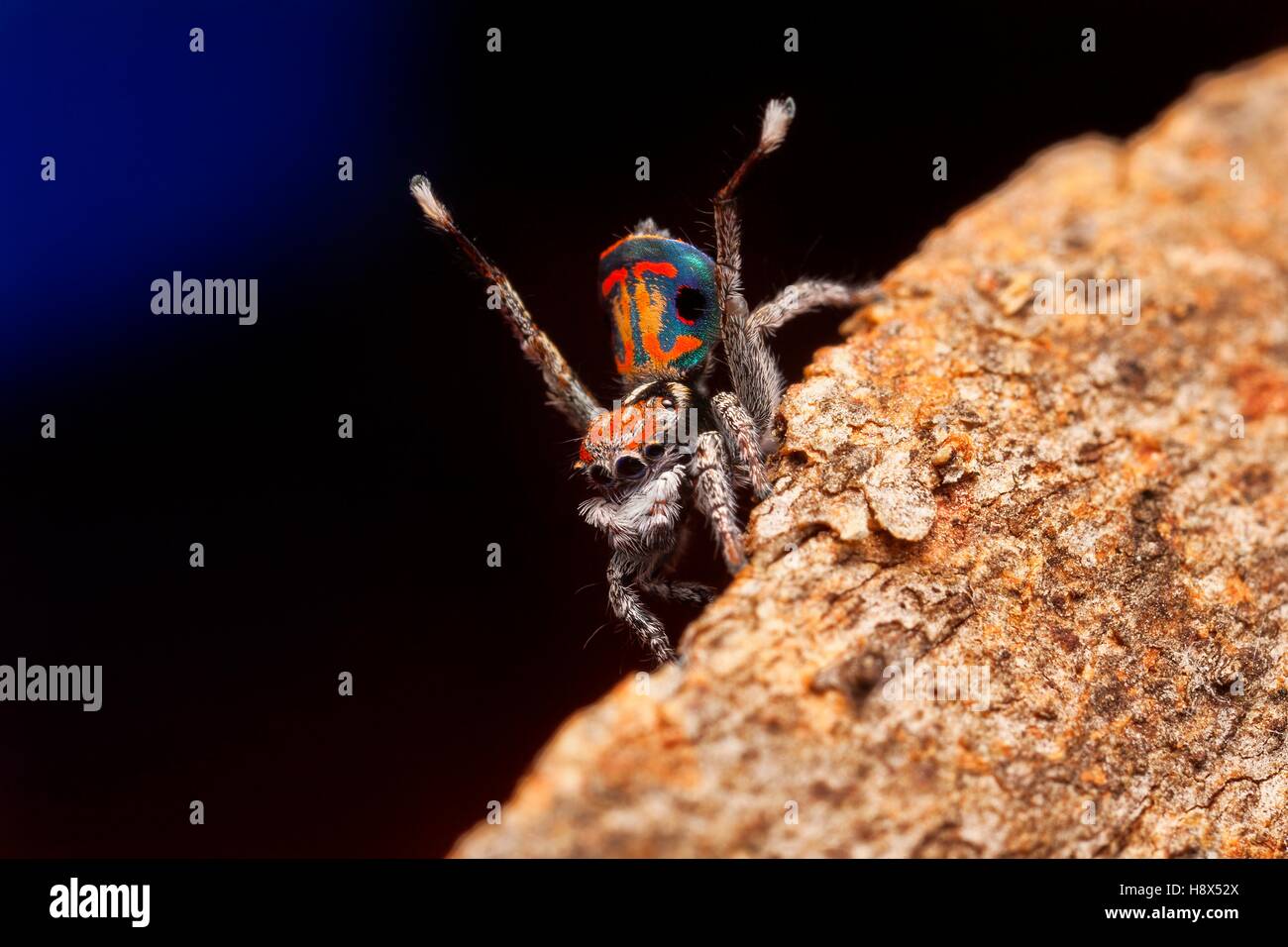 male Maratus amabilis "peacock spider"doing the funky dance for a ...
