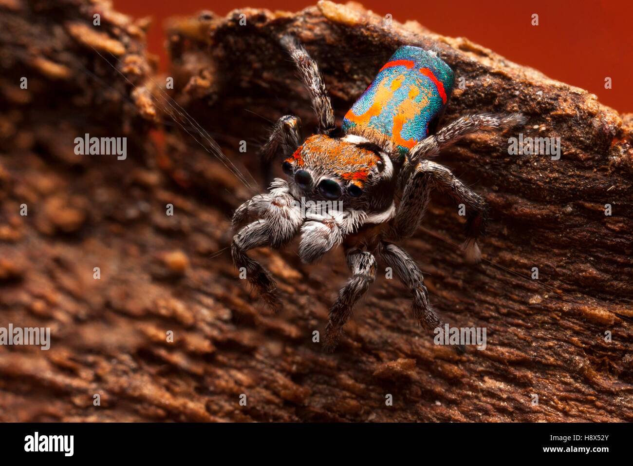 Male Peacock spider (Maratus amabilis) , Australia Stock Photo - Alamy